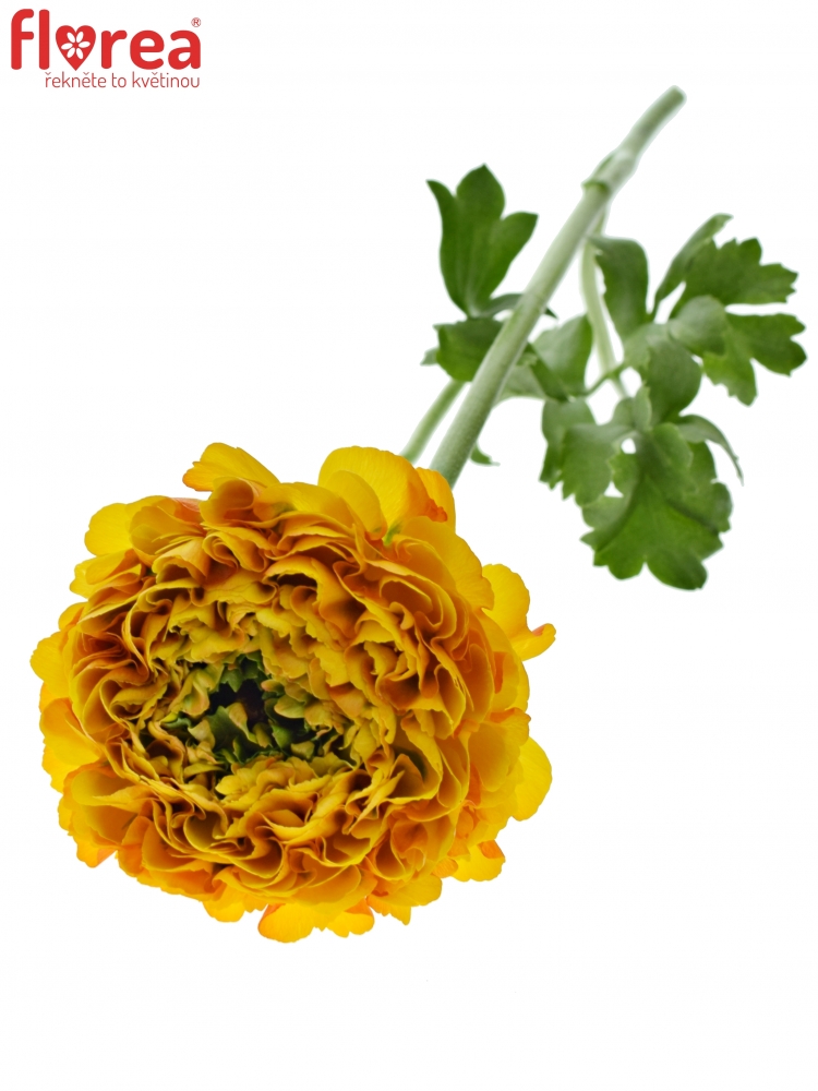 RANUNCULUS PON PON MERLINO 45cm/55g