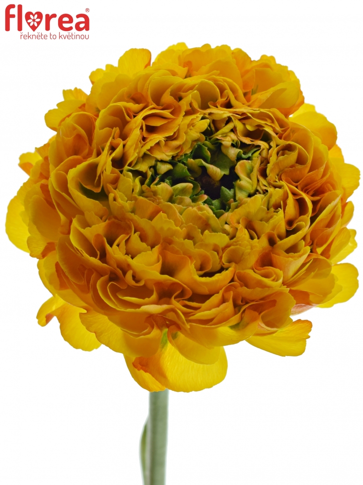 Pryskyřník asijský PON PON MERLINO 45cm/55g