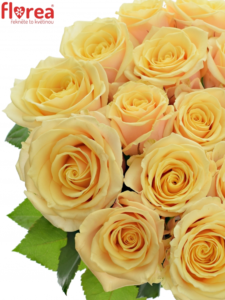 ROSA BELLINI! 60cm (L)