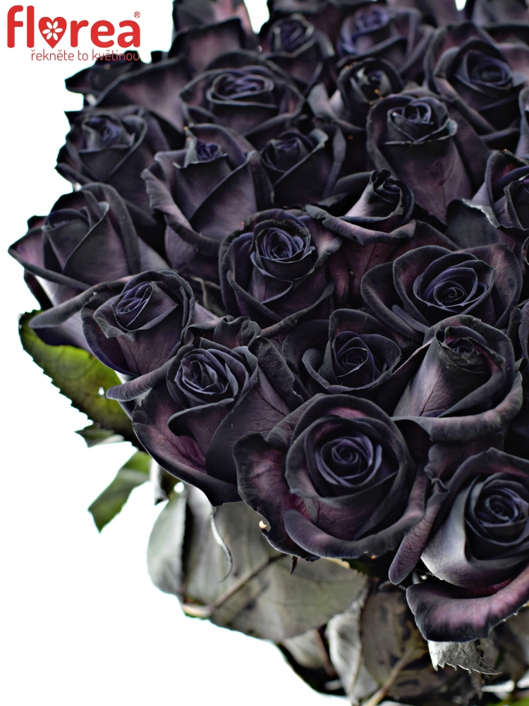 Černá růže BLACK VENDELA 70cm (M)