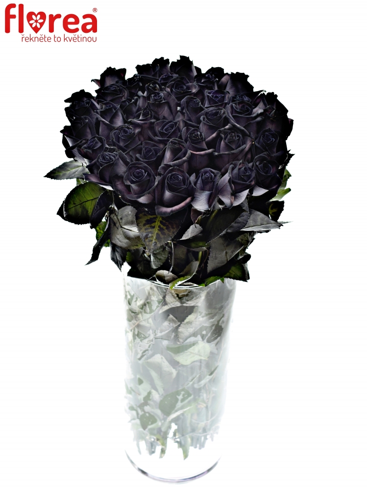 Černá růže BLACK VENDELA 70cm (M)