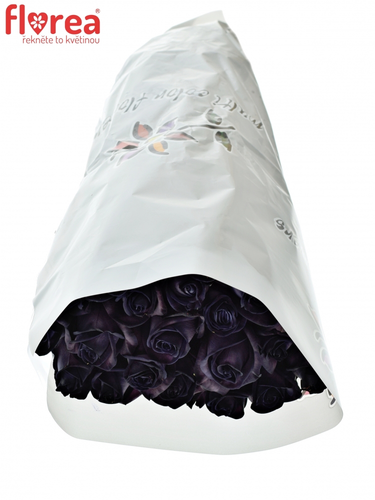 Černá růže BLACK VENDELA 70cm (M)