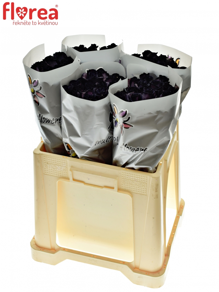 Černá růže BLACK VENDELA 70cm (M)