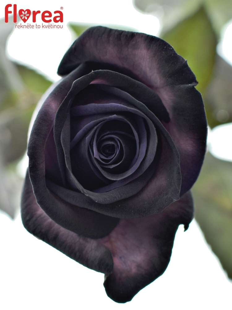 Černá růže BLACK VENDELA 70cm (M)