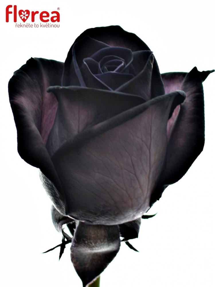 Černá růže BLACK VENDELA 70cm (M)