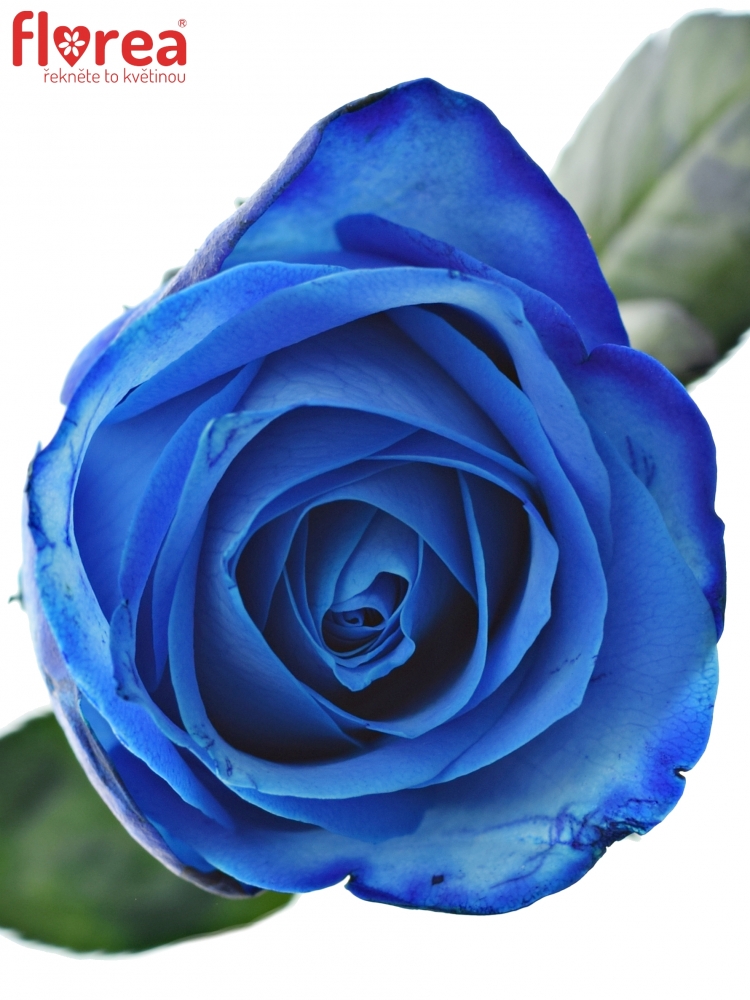 Modrá růže BLUE SNOWSTORM+ 50cm (M)