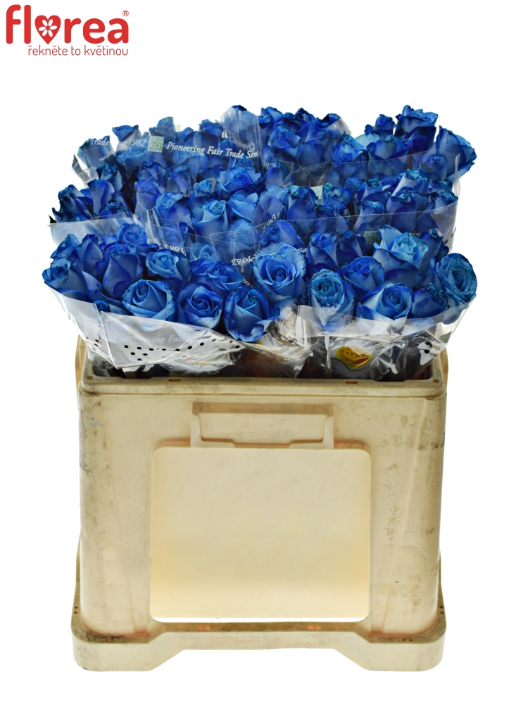 Modrá růže BLUE SNOWSTORM+ 50cm (M)