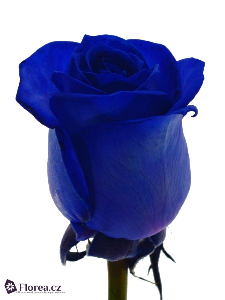 Modrá růže BLUE CANDID PROPHYTA - MODRÁ RŮŽE 70cm