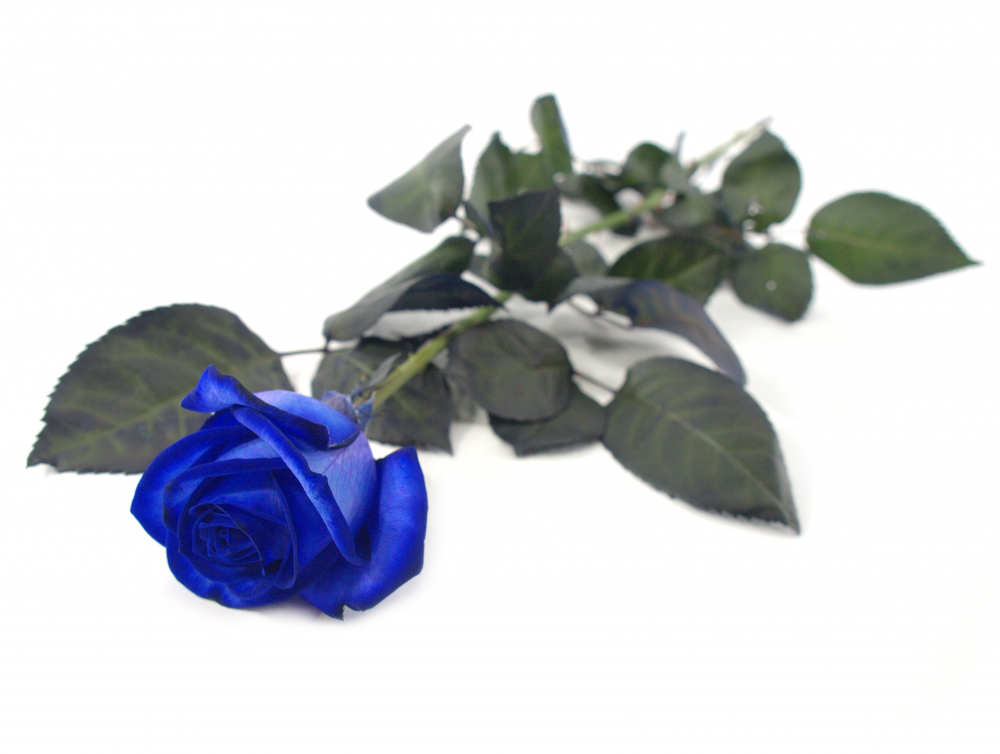 Modrá růže BLUE CANDID PROPHYTA - MODRÁ RŮŽE 70cm