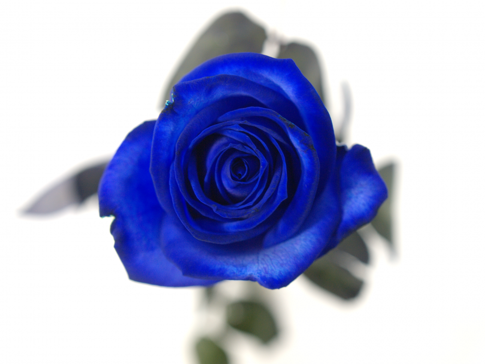 Modrá růže BLUE CANDID PROPHYTA - MODRÁ RŮŽE 70cm