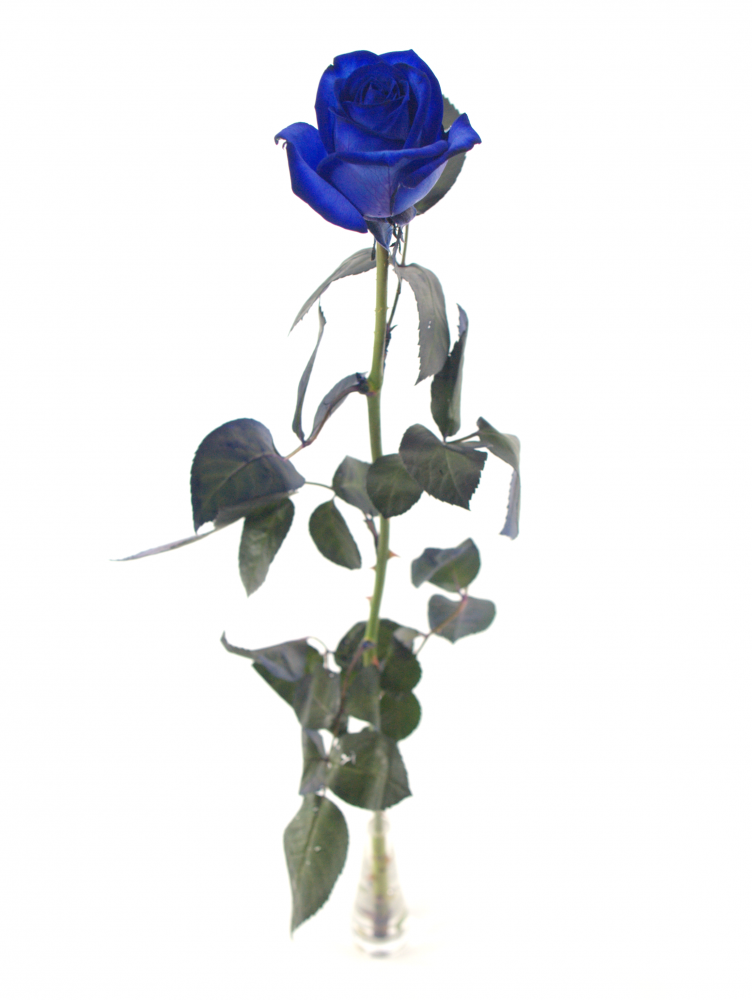 Modrá růže BLUE CANDID PROPHYTA - MODRÁ RŮŽE 70cm