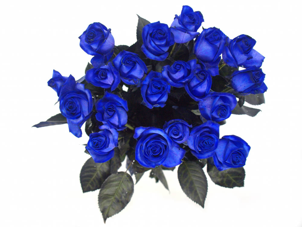 Modrá růže BLUE CANDID PROPHYTA - MODRÁ RŮŽE 70cm