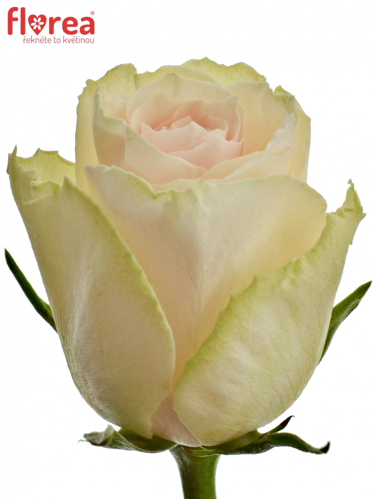 Krémová růže HIGH & BRIDAL 70cm (XL)