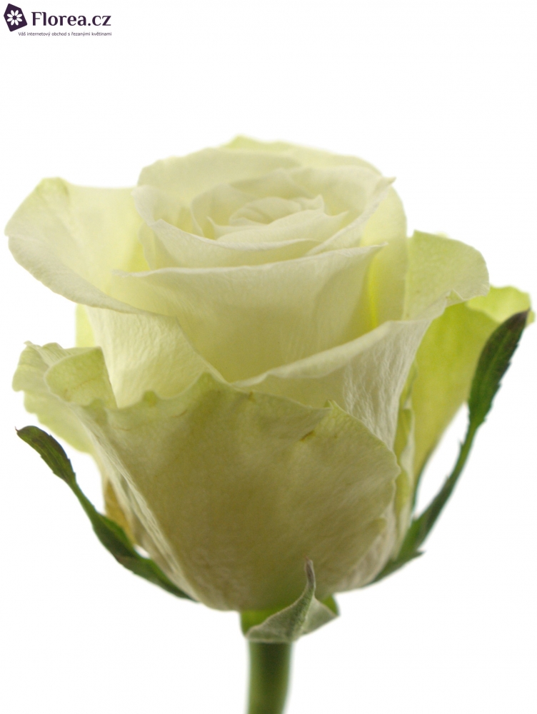 Bíla růže HIGH & PEACE 50cm (M)