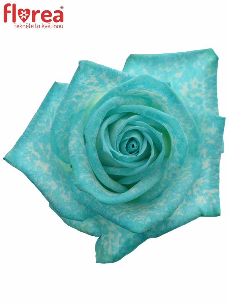 Ledově modrá růže ICE BLUE VENDELA 70cm (M)