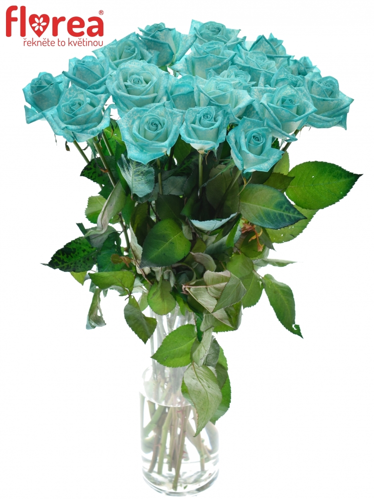 Ledově modrá růže ICE BLUE VENDELA 70cm (M)