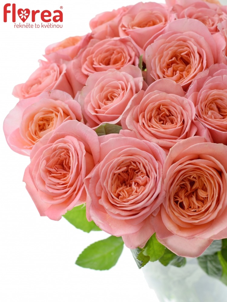 Luxusní růže LONDON EYE 50cm (XL)