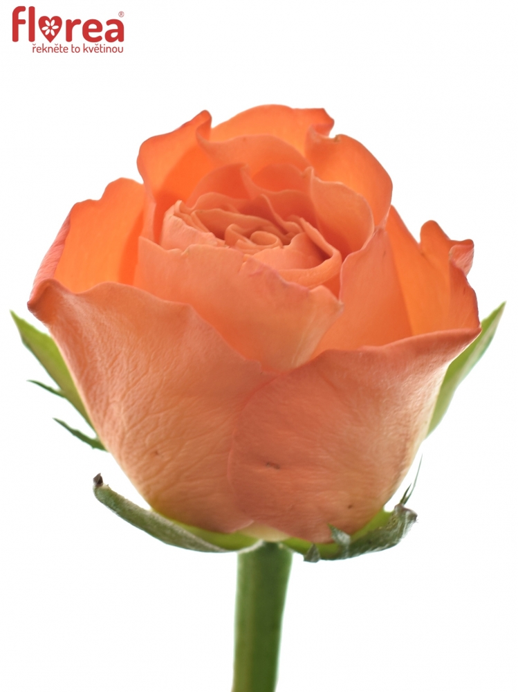 Oranžová růže MILIMA 50cm (S)