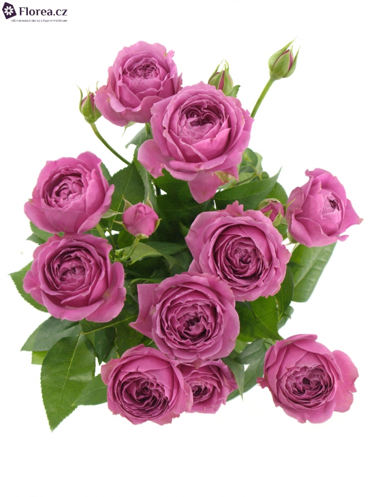 Růžová růže MISTY BUBBLES 40cm/+ (S)