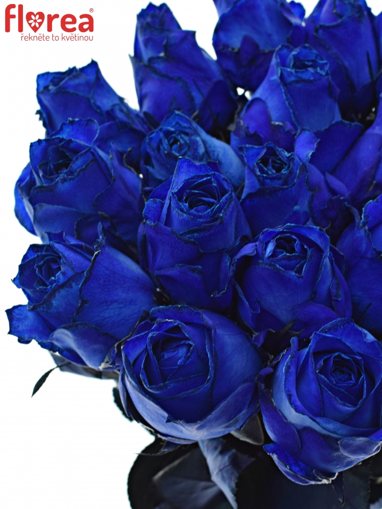 Modrá růže BLUE QUEEN OF AFRICA 50cm (XL)