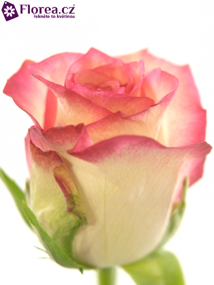 Růžová růže SALIMIA 70cm (L)