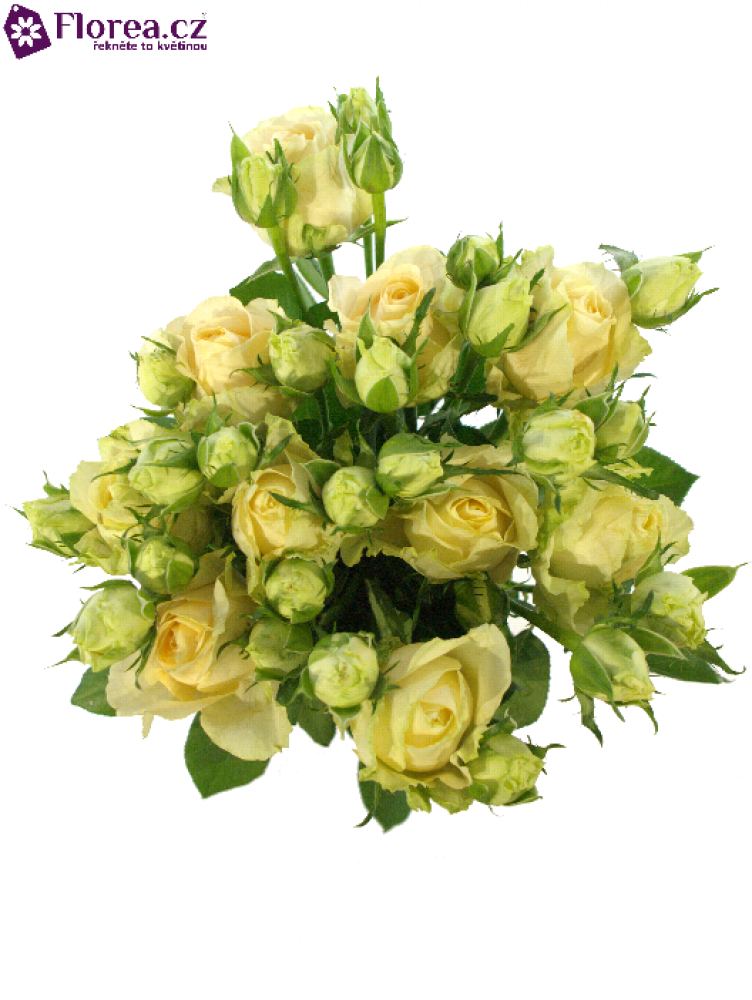 Meruňková růže MAGIC AVALANCHE+ 70cm/3+ (L)