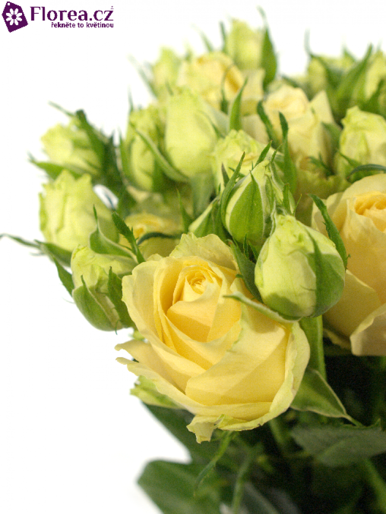 Meruňková růže MAGIC AVALANCHE+ 50cm/3+ (L)