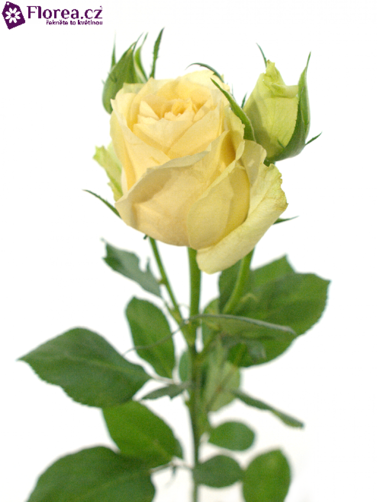 Meruňková růže MAGIC AVALANCHE+ 50cm/3+ (L)