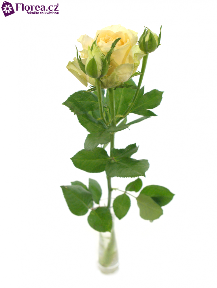 Meruňková růže MAGIC AVALANCHE+ 50cm/3+ (L)