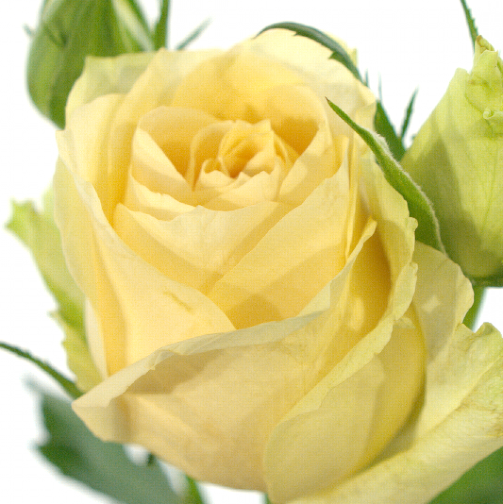 Meruňková růže MAGIC AVALANCHE+ 70cm/3+ (L)