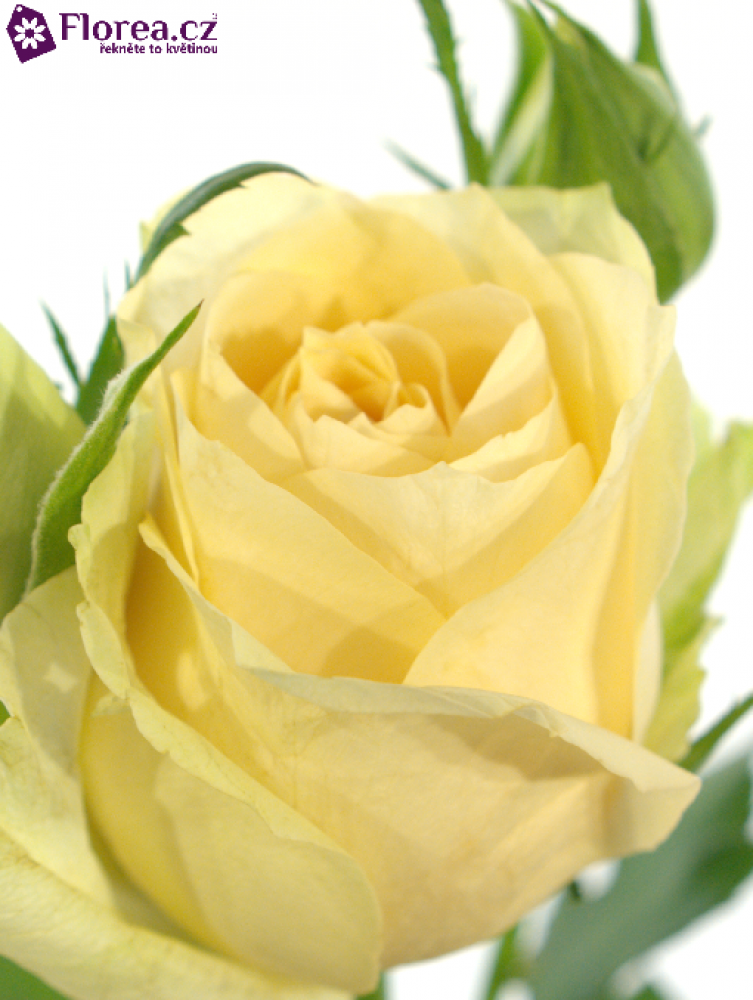 Meruňková růže MAGIC AVALANCHE+ 70cm/3+ (L)