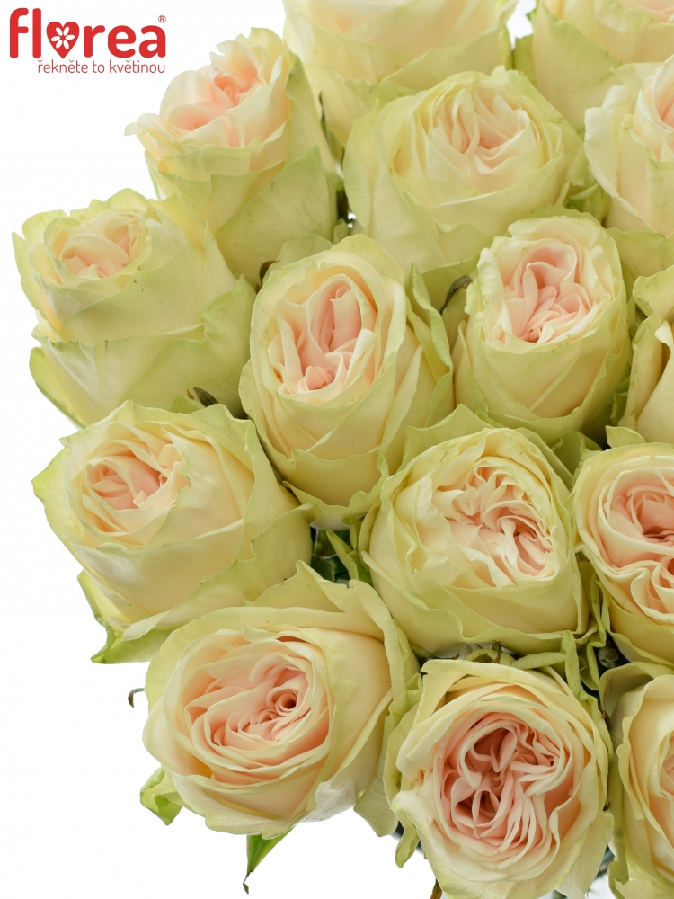Bílá růže WEDDING ROSE 60cm (XL)