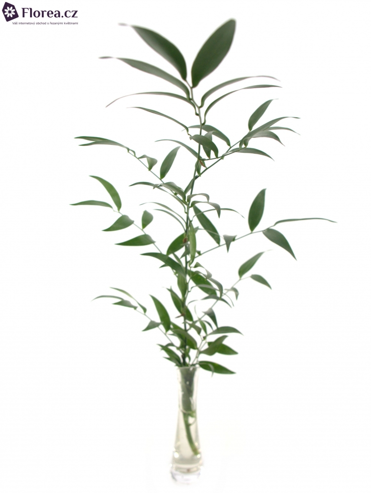 RUSKUS MINI ITALY MIDDEL 150g