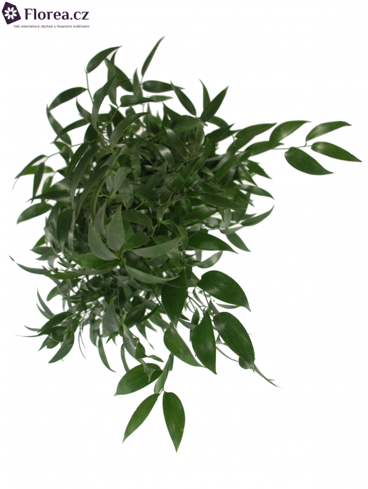 RUSKUS MINI ITALY MIDDEL 150g