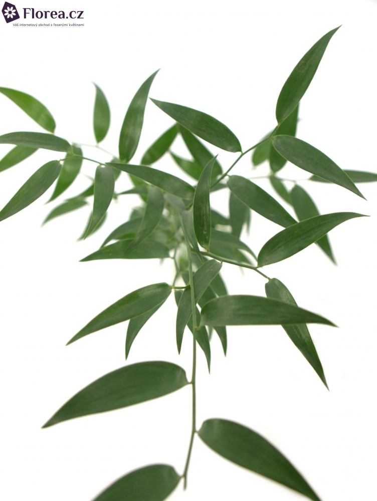 RUSKUS MINI ITALY SHORT 200g