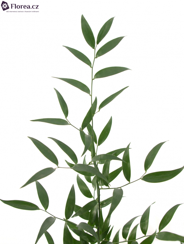 RUSKUS MINI ITALY SHORT 200g