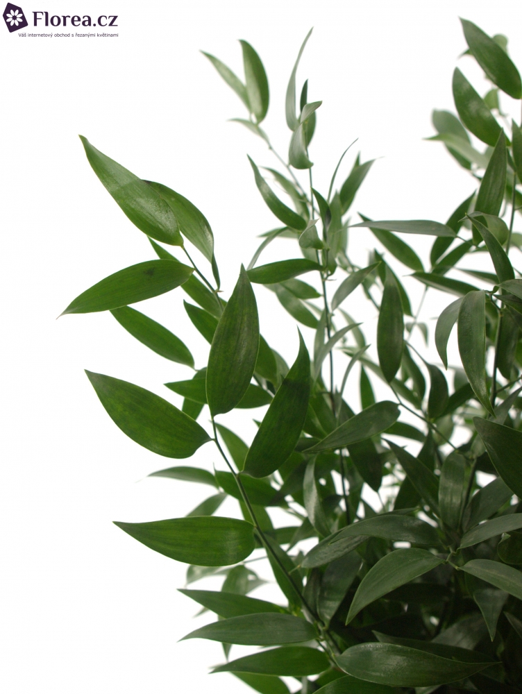 RUSKUS MINI ITALY SHORT 200g | Florea