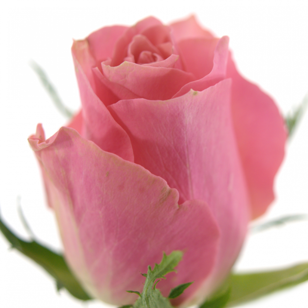 Růžová růže ACE PINK 40cm (S)