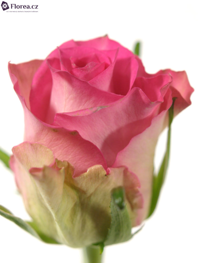 Růžová růže AFRICAN JEWEL 50cm (M)