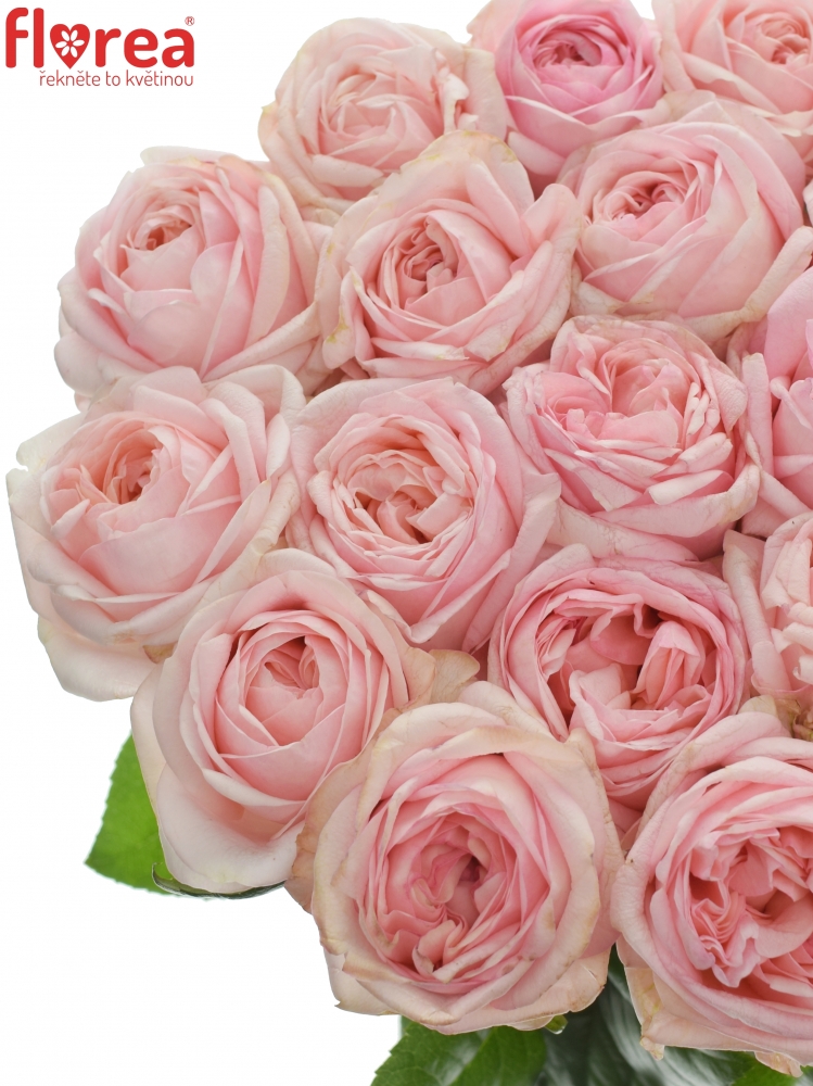 Růžová růže ANGIE ROMANTICA SWEET 60cm (XXL)