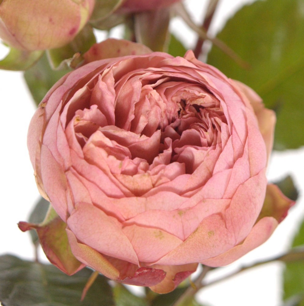 Růžová růže BRIDAL PIANO 25cm/1+