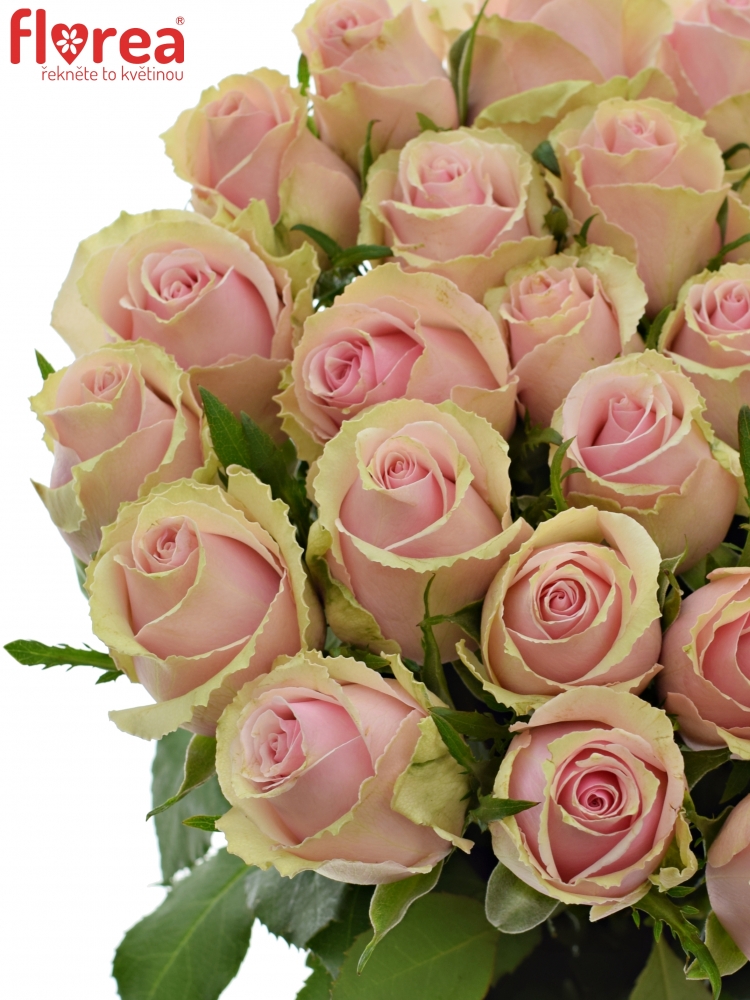 Růžová růže CELY 60cm (L)