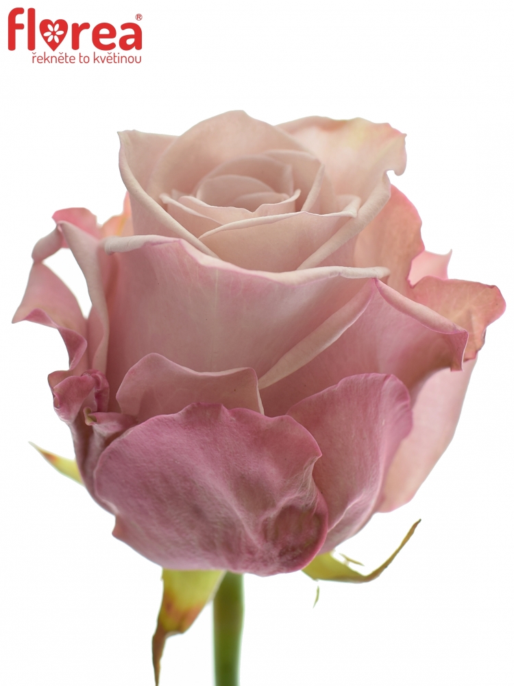 Růžová růže LOVELACE+ 80cm (L)