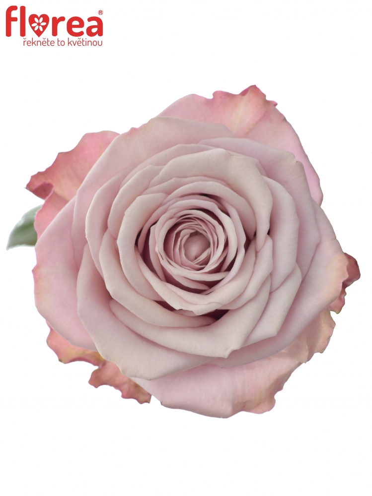 Růžová růže LOVELACE+ 70cm (XL)