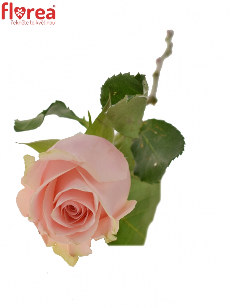 Růžová růže LUPITA 50cm (XL)
