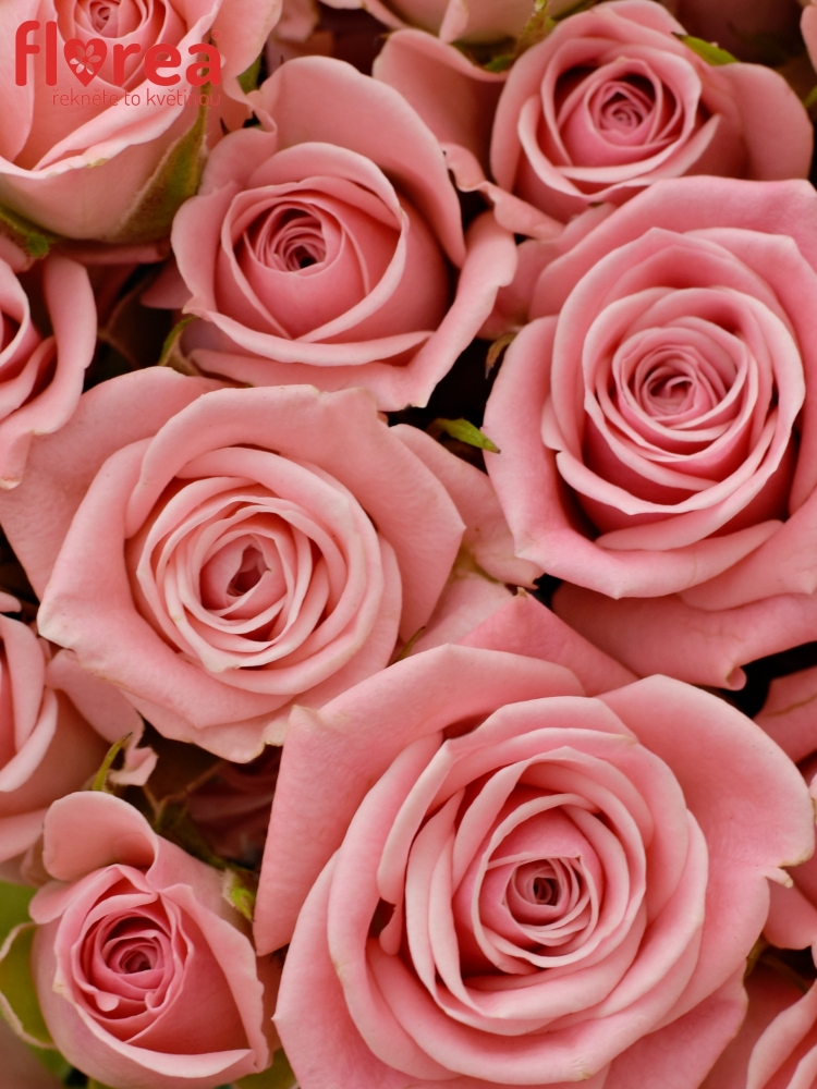 Růžová růže trsová ODILIA 50cm/4+