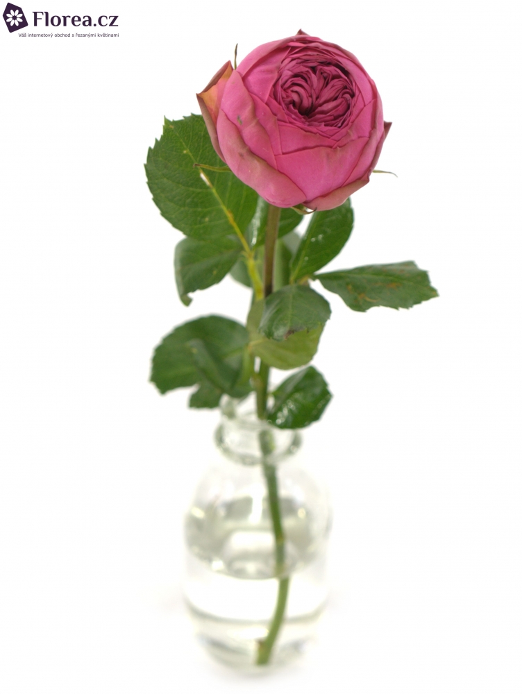 Růžová růže PINK PIANO FREILAND 40cm/5+