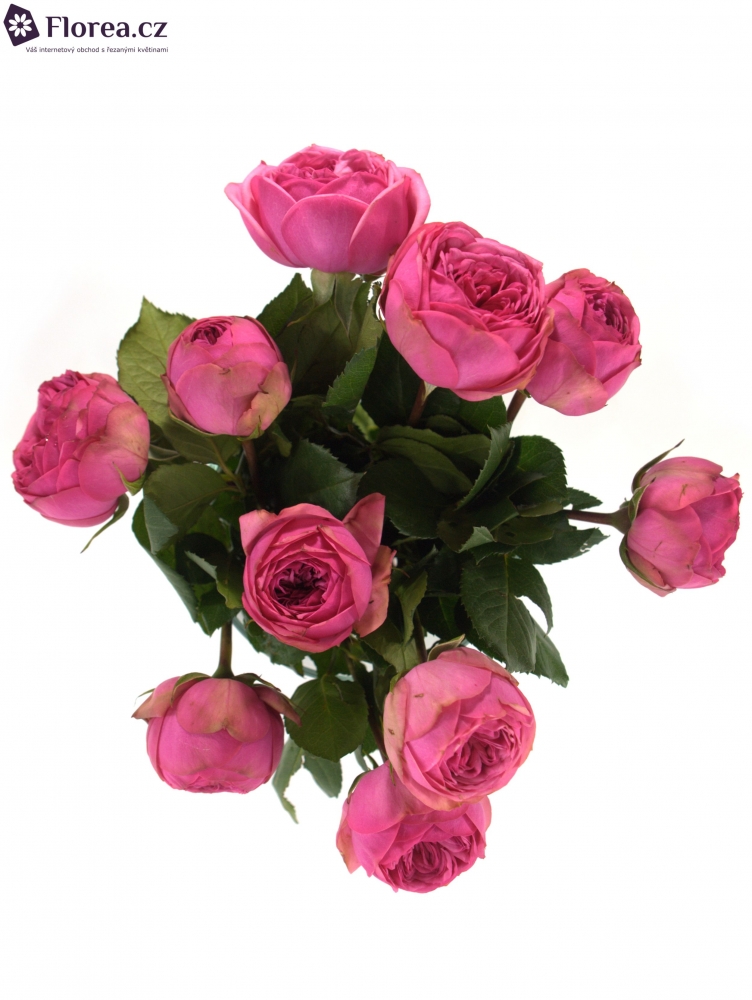 Růžová růže PINK PIANO FREILAND 40cm/5+