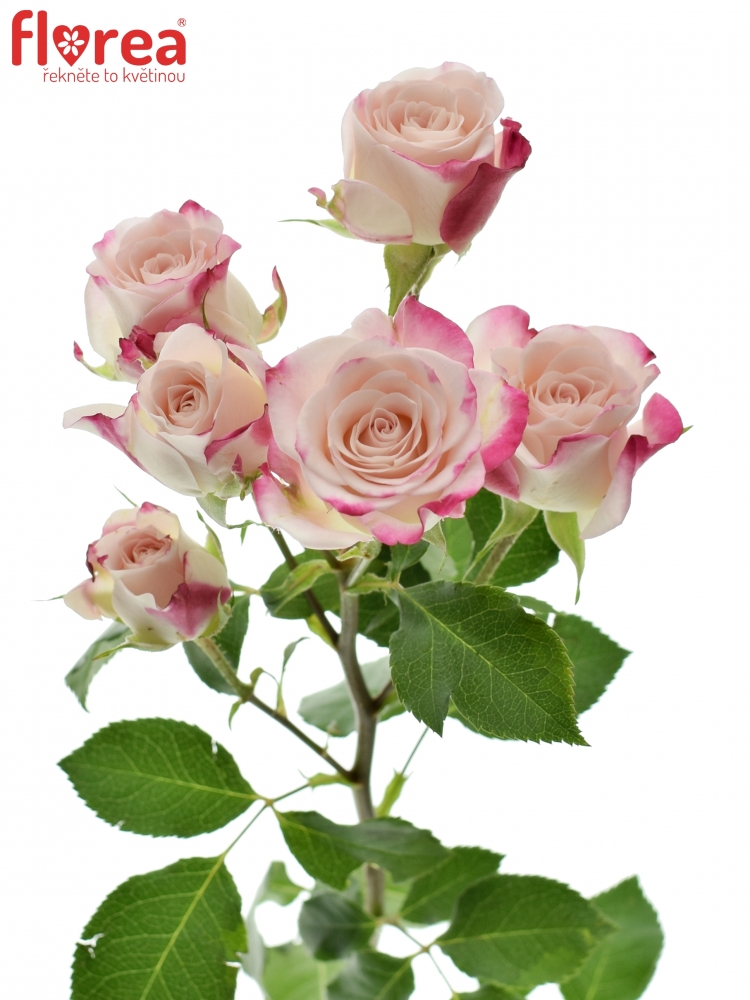 Růžová růže trsová REFLEX 40cm/3+
