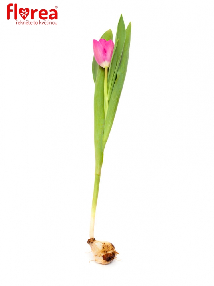 Tulipán s cibulkou MATCHMAKER 60cm/120g